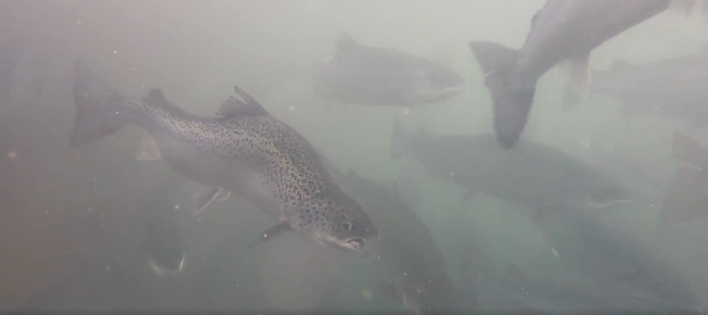 Disturbing New Footage Shows Diseased, Deformed Salmon in B.C. Fish ...