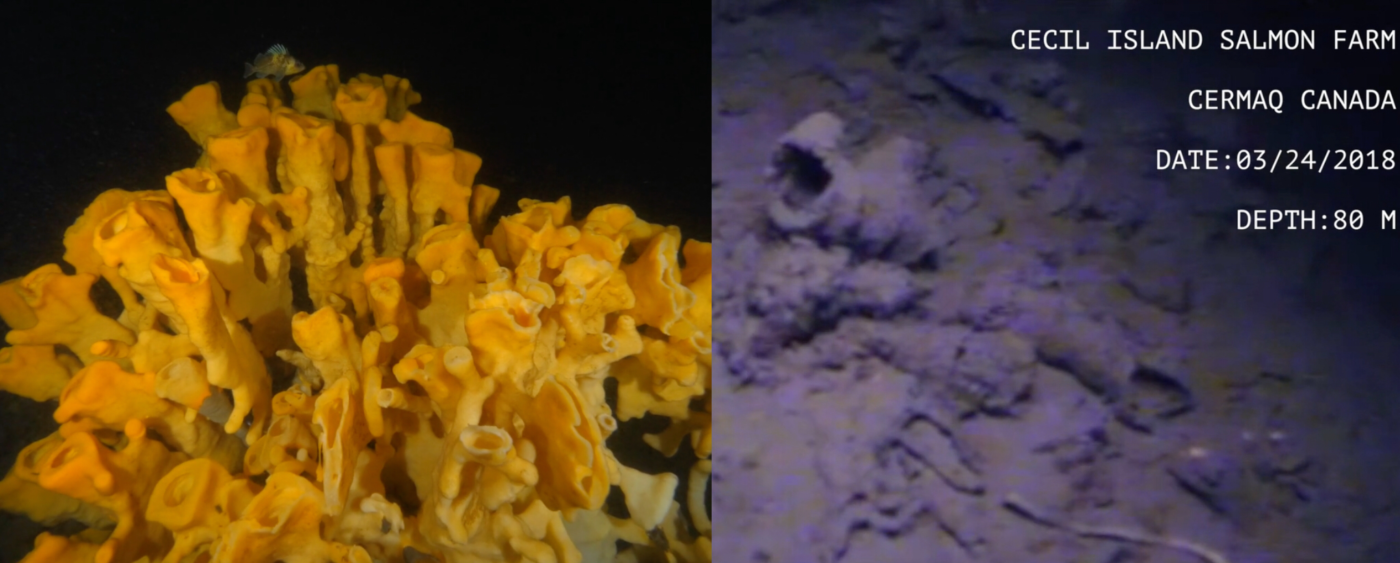 Ancient Glass Sponge Reef Smothered By Salmon Farm Waste in B.C. | The ...