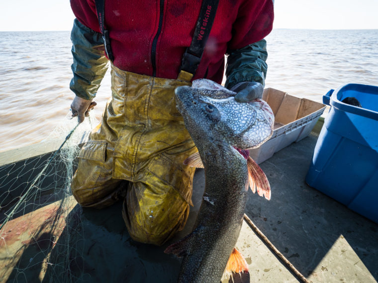 Indigenous hunters are protecting animals, land and waterways | The Narwhal