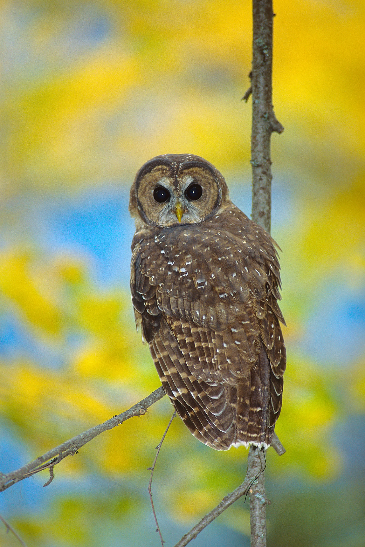 Keepers of the spotted owl | The Narwhal