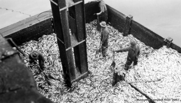 B.C.’s last great herring fishery | The Narwhal