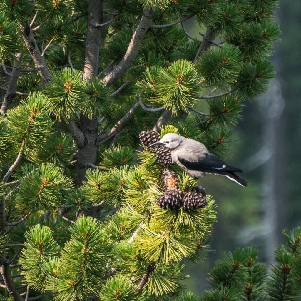 Saving Western Canada’s only endangered tree | The Narwhal