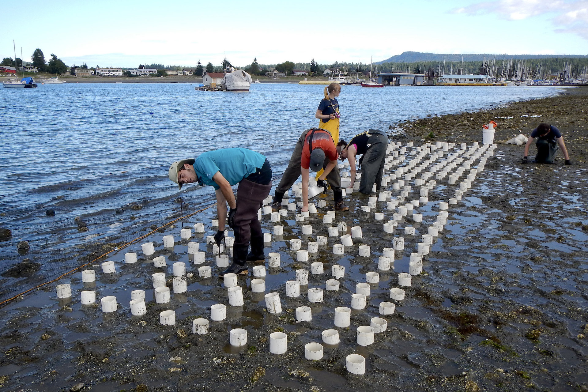 The demand for luxury shellfish is polluting the ocean with plastic ...