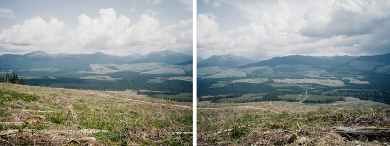 B.C.’s rare inland rainforest at risk of collapse, scientists warn ...