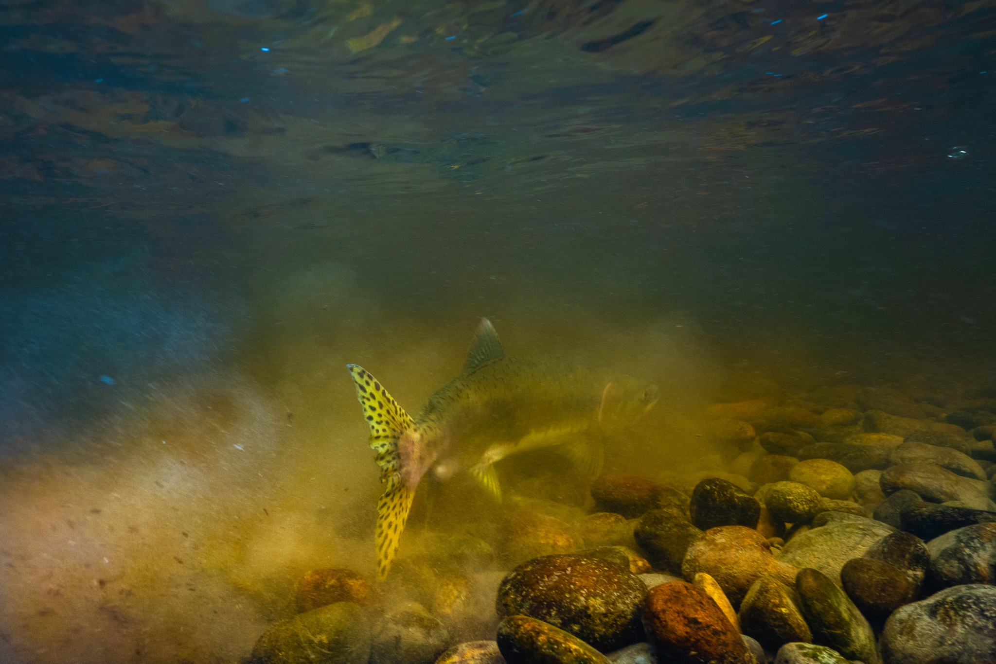 The battle to protect the heart of the Fraser River | The Narwhal
