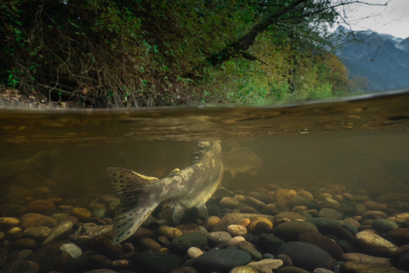 The battle to protect the heart of the Fraser River | The Narwhal