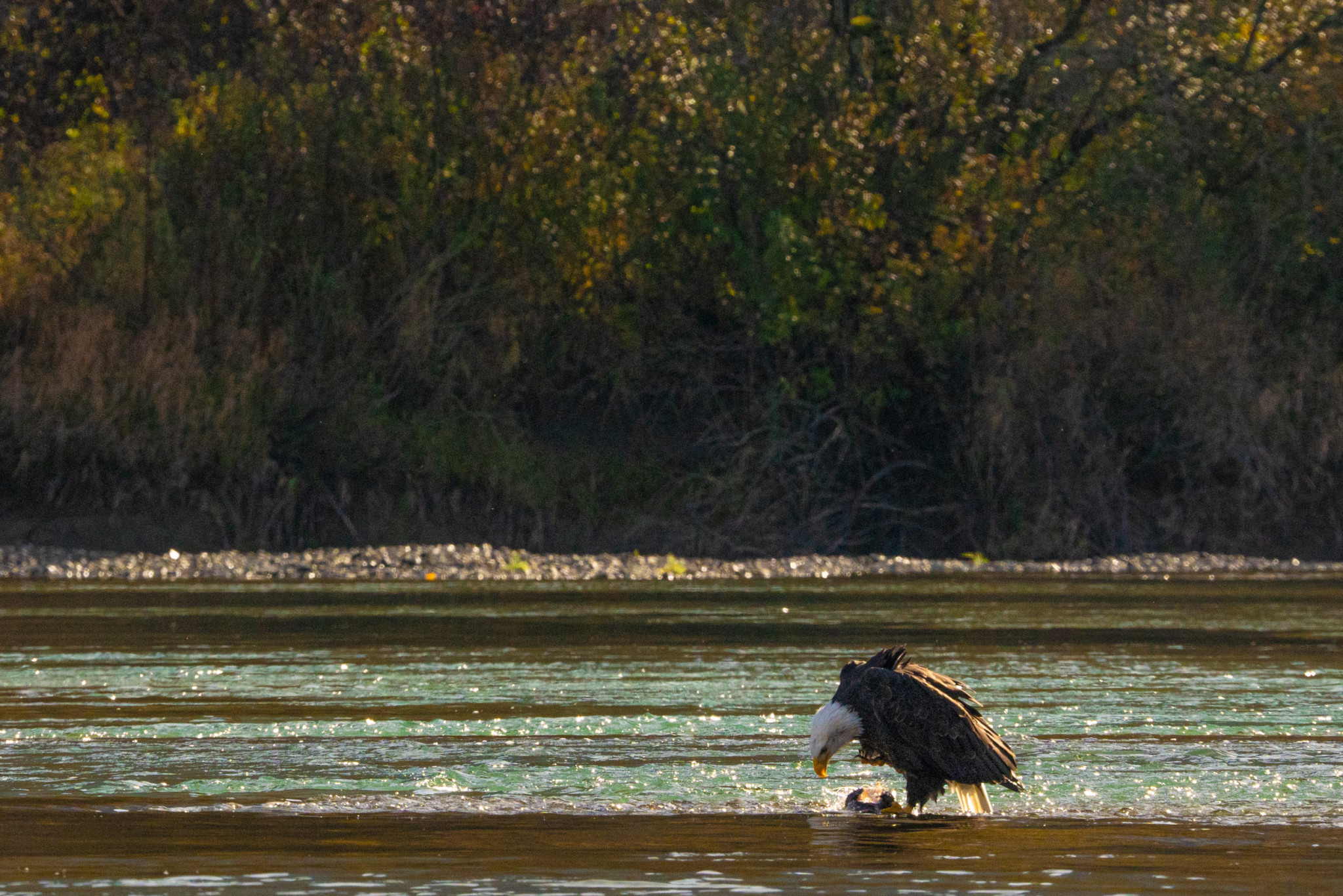 The battle to protect the heart of the Fraser River | The Narwhal
