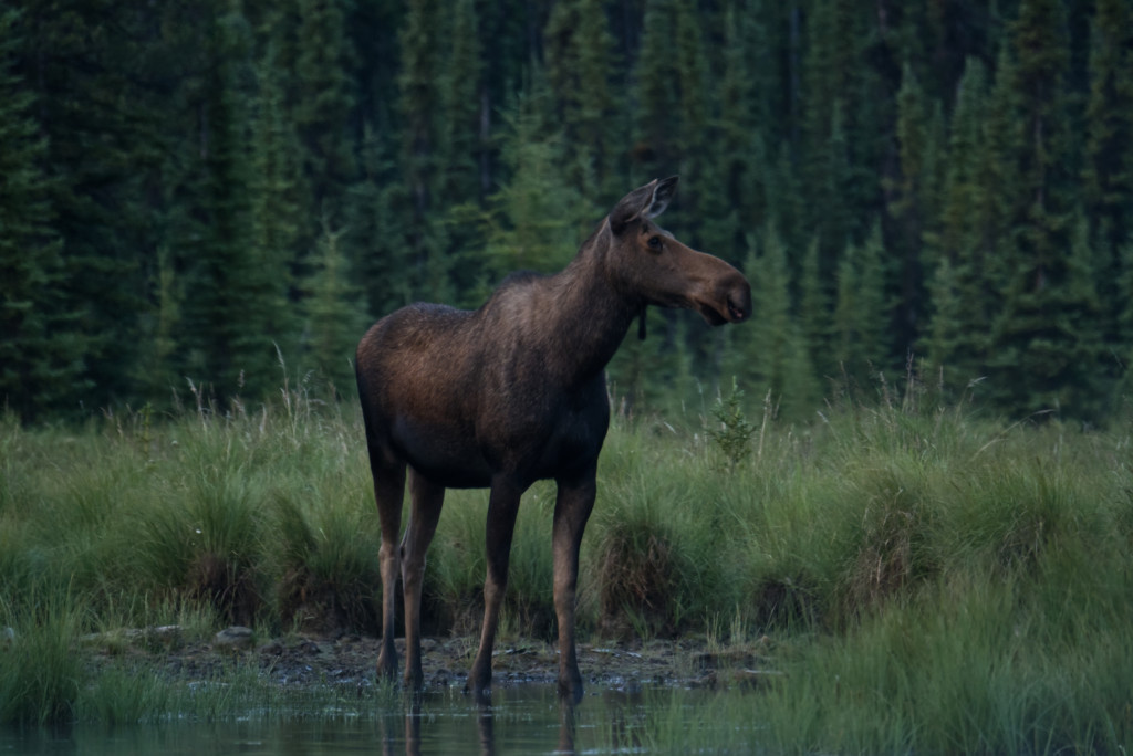 Fires, floods and food: facing climate change in northwest B.C. | The ...