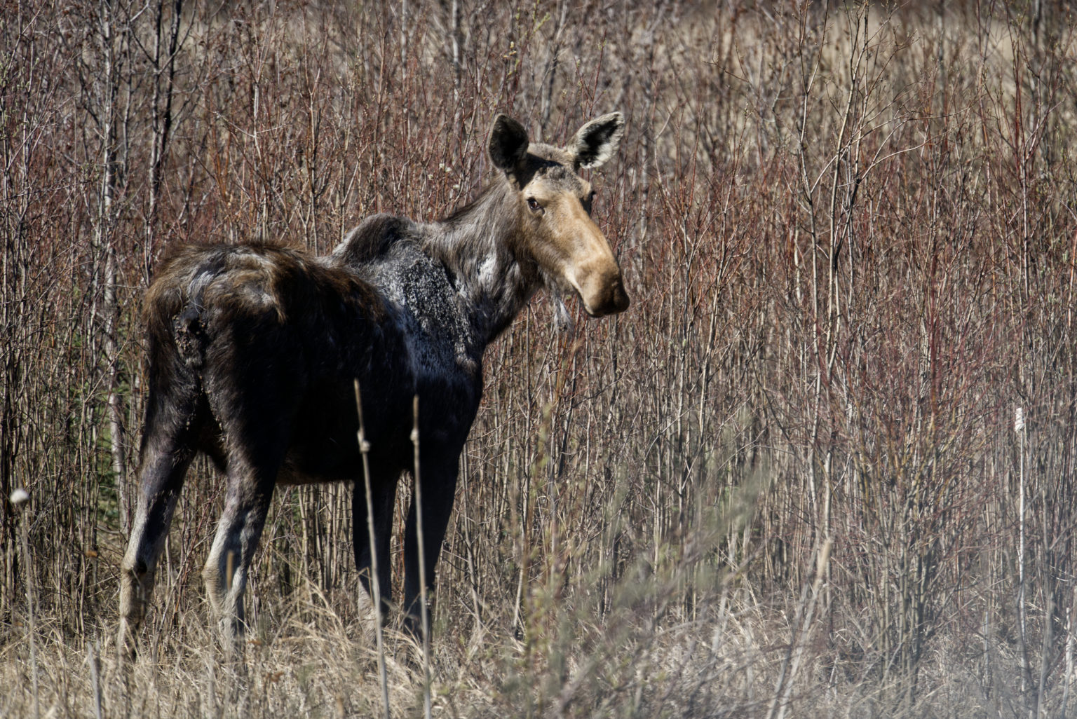 The ghost moose, the drone and the search for a winter-tick cure | The ...