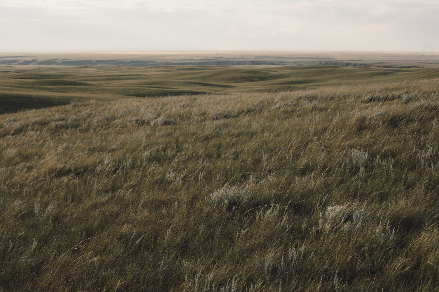 Meet the people saving Canada’s native grasslands | The Narwhal