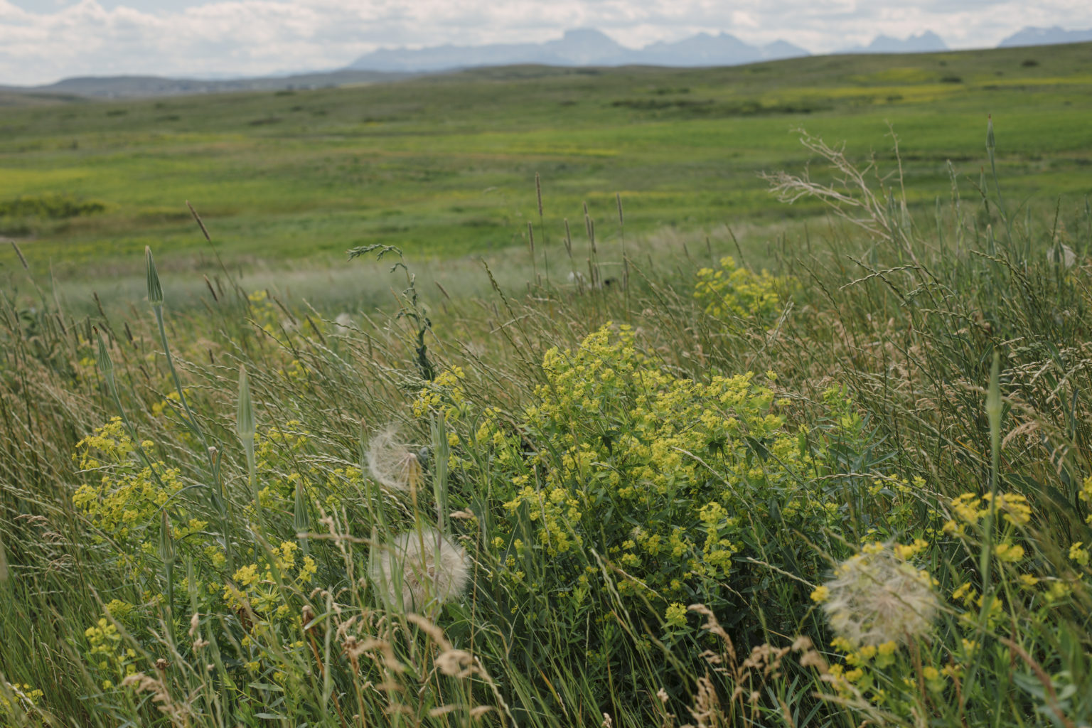 Meet the people saving Canada’s native grasslands | The Narwhal