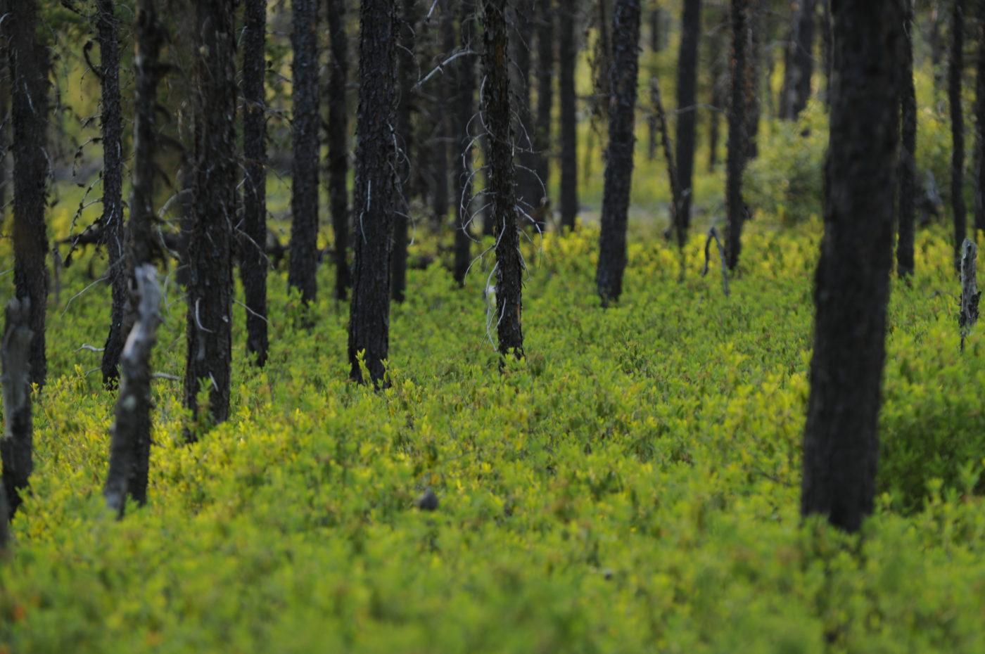 ‘It’s like paradise for us’: the Cree Nation’s fight to save the ...