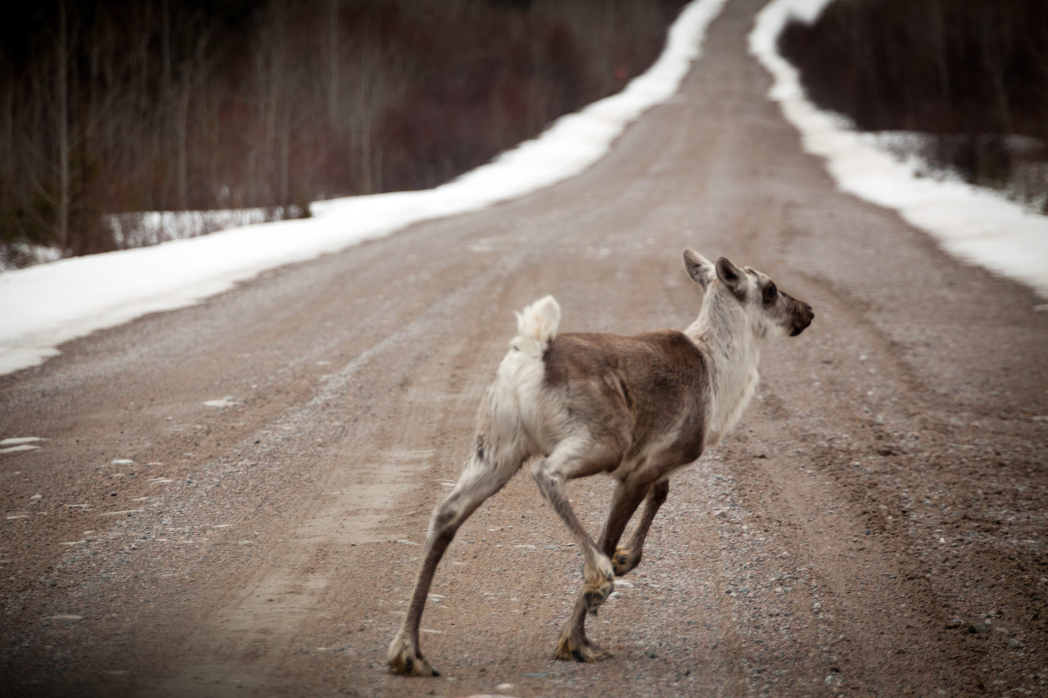 ‘It’s like paradise for us’: the Cree Nation’s fight to save the ...