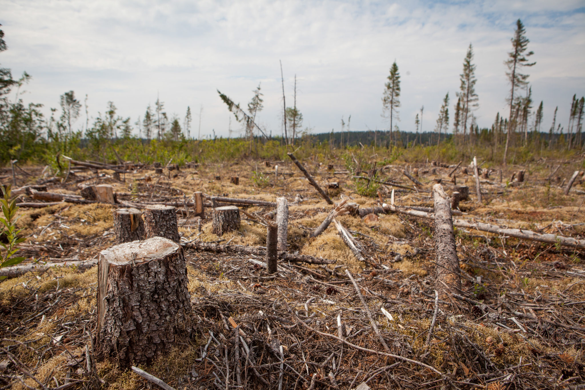 ‘It’s like paradise for us’: the Cree Nation’s fight to save the ...