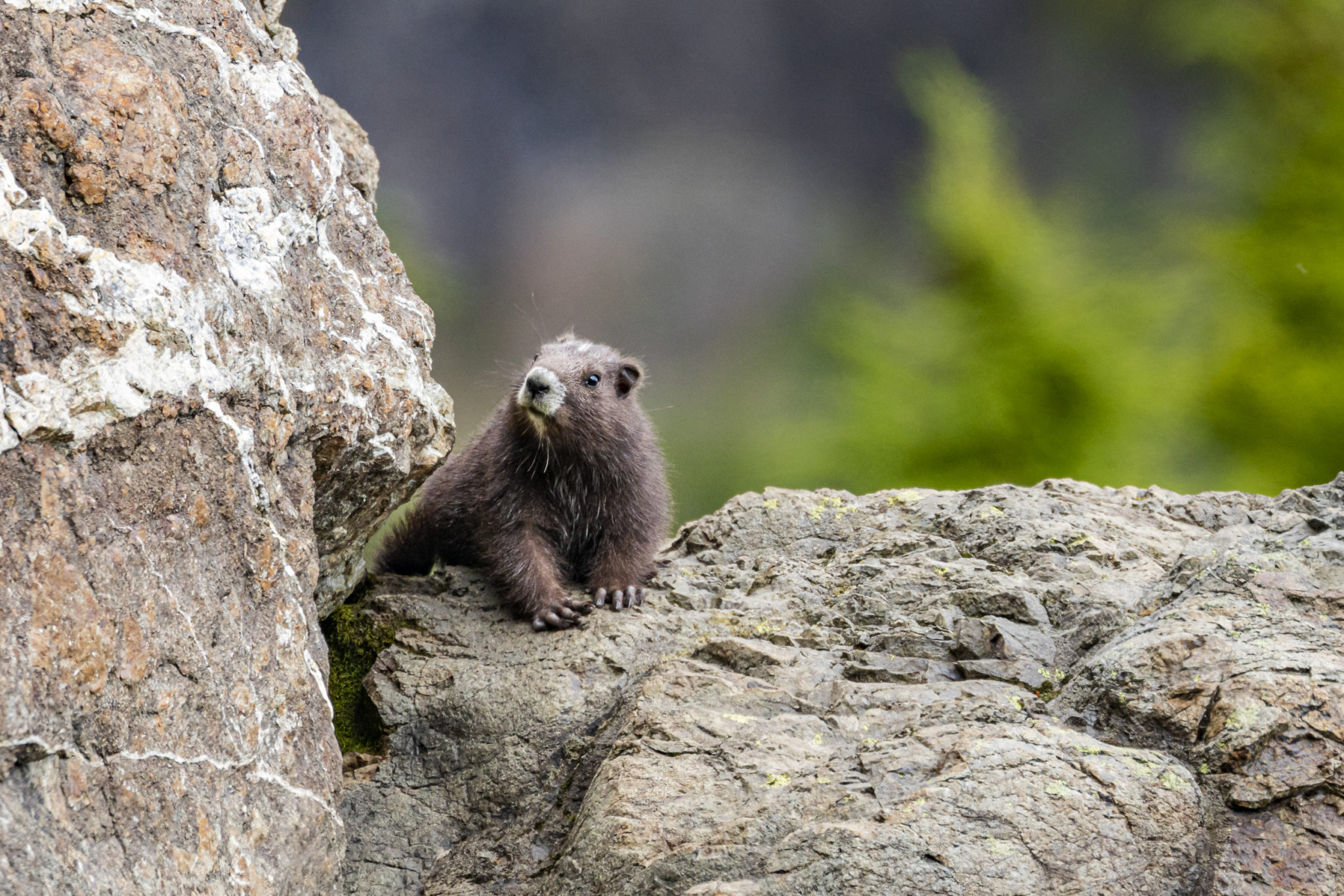Bringing the endangered Vancouver Island marmot back from the brink ...