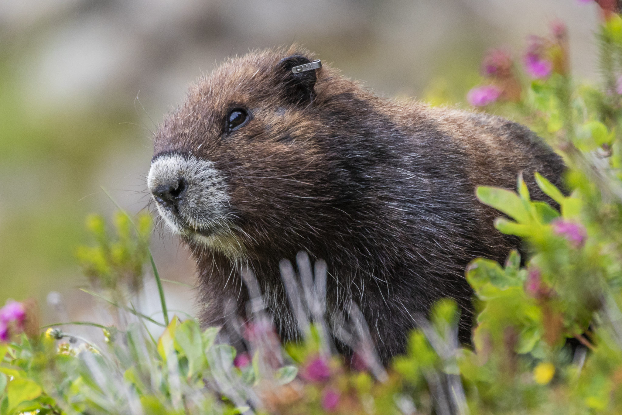 Bringing the endangered Vancouver Island marmot back from the brink ...
