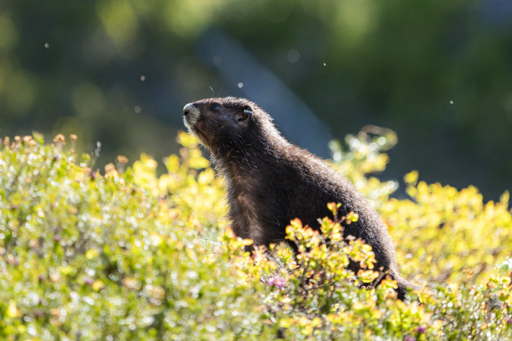 Bringing the endangered Vancouver Island marmot back from the brink ...