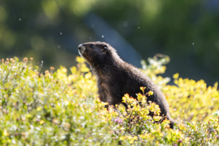 Bringing the endangered Vancouver Island marmot back from the brink ...