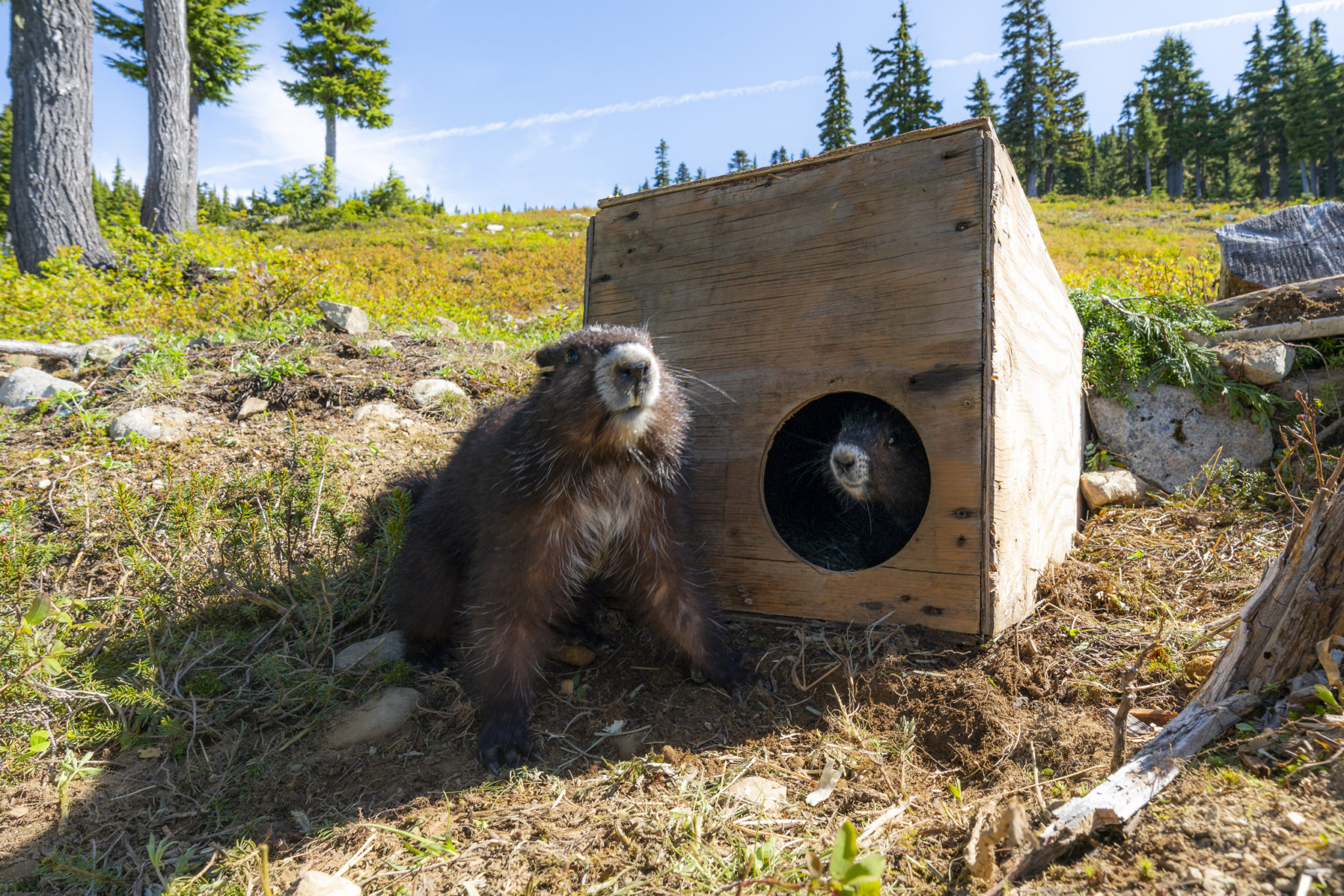 Bringing the endangered Vancouver Island marmot back from the brink ...
