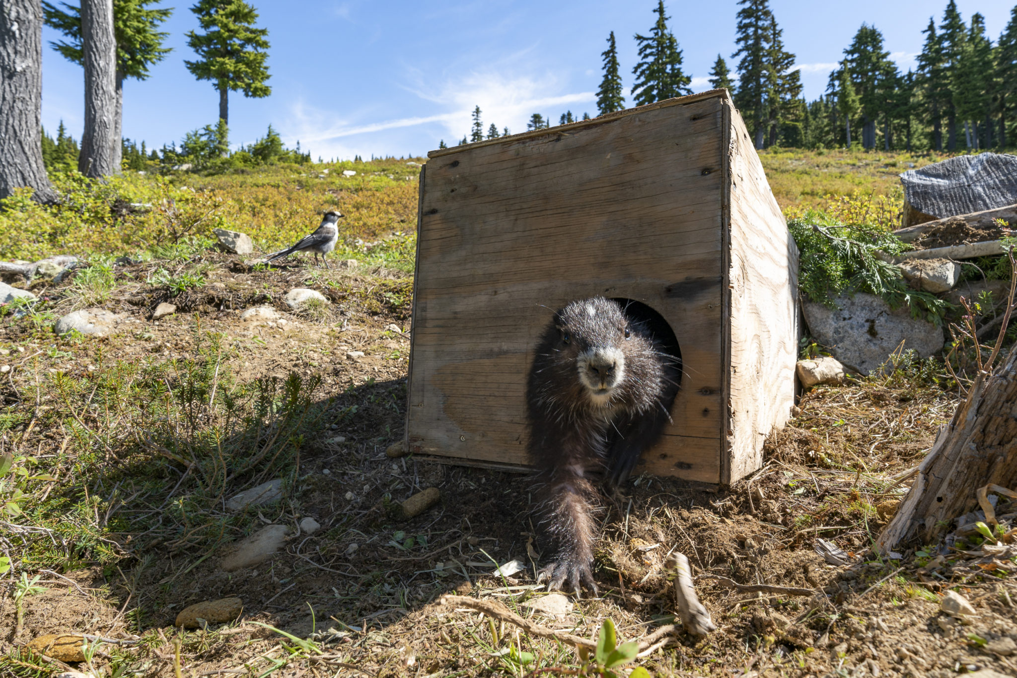 Bringing the endangered Vancouver Island marmot back from the brink ...