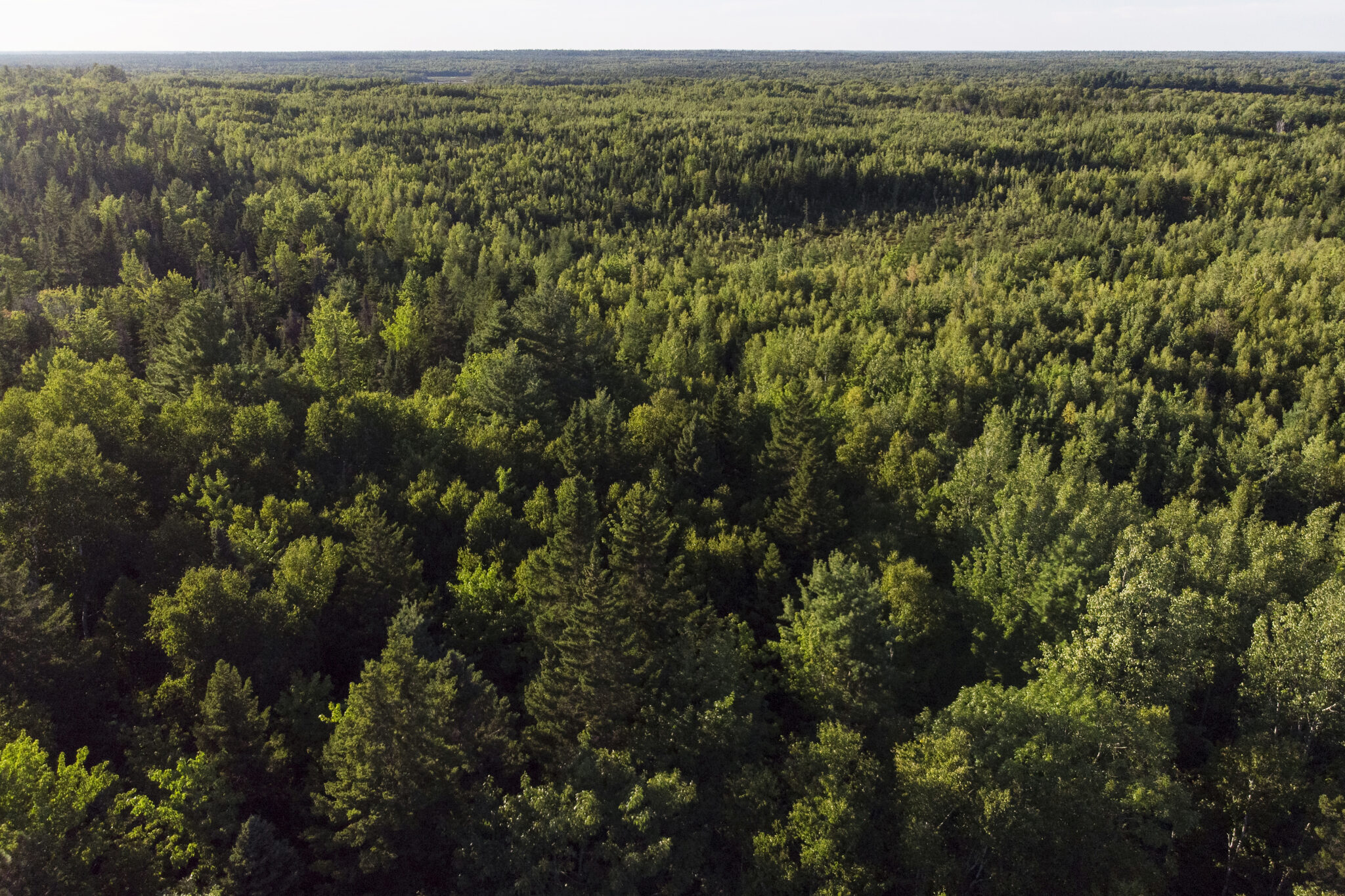 Could 80,000 family woodlot owners be the key to saving the Acadian ...