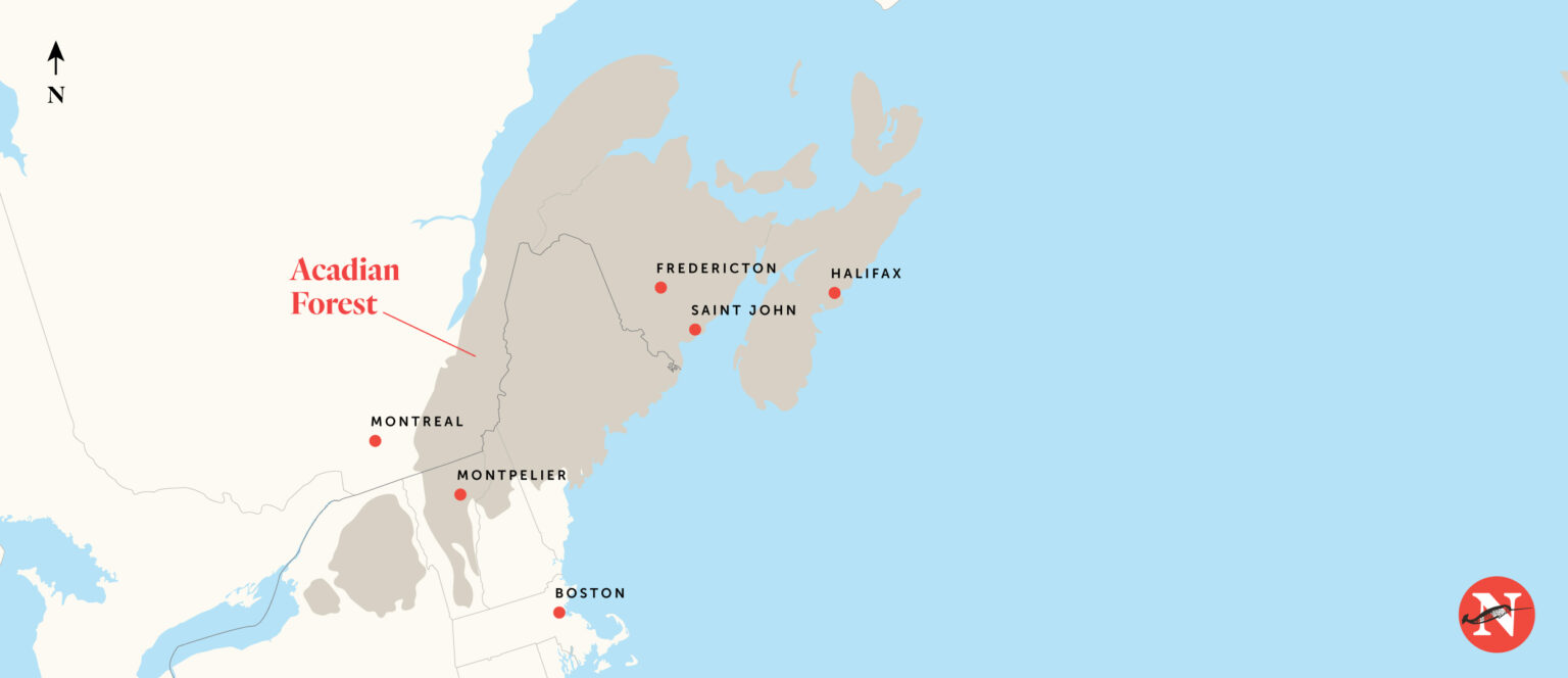 Could 80,000 family woodlot owners be the key to saving the Acadian ...