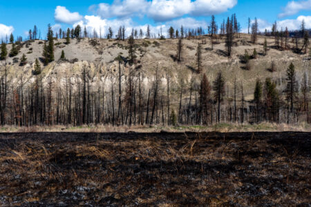 The art of fire: reviving the Indigenous craft of cultural burning ...