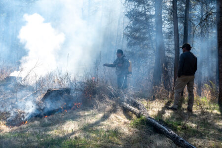 The art of fire: reviving the Indigenous craft of cultural burning ...