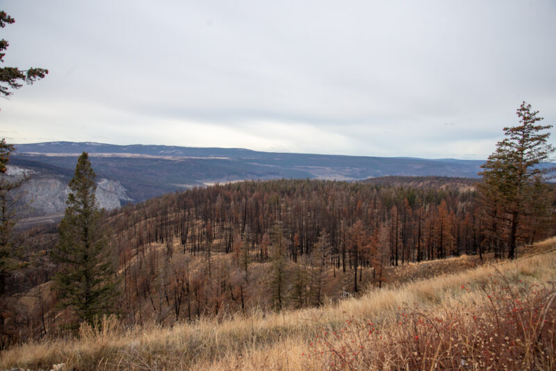 The art of fire: reviving the Indigenous craft of cultural burning ...