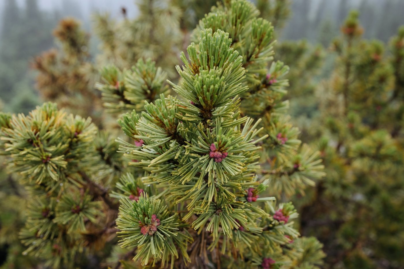 Saving Western Canada’s only endangered tree | The Narwhal
