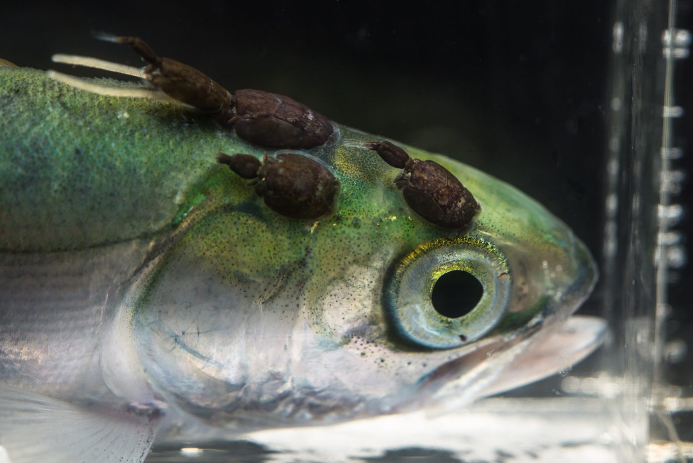 B.C. salmon farms regularly under-counting sea lice, study finds | The ...