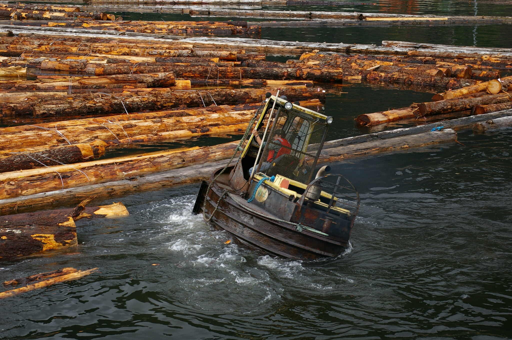 Gold River, B.C., steelhead decimated by logging, climate | The Narwhal