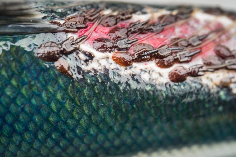 Sea lice are becoming more resistant to pesticides. Salmon are suffering