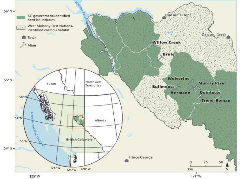 Mining subsidies helped fund B.C. caribou extinction: report | The Narwhal
