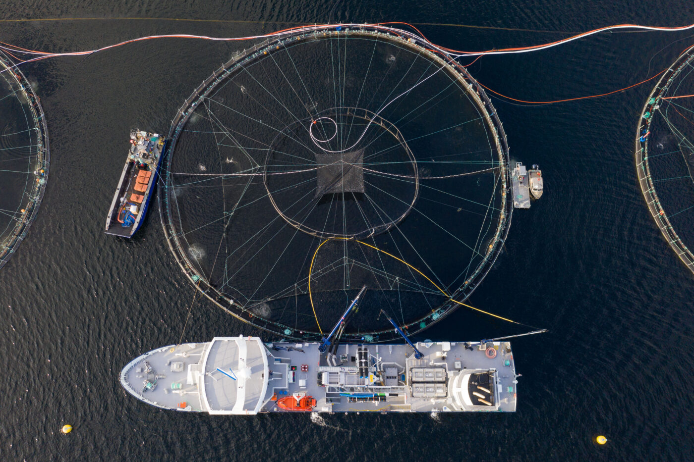 The rise of the land salmon over open net pens | The Narwhal