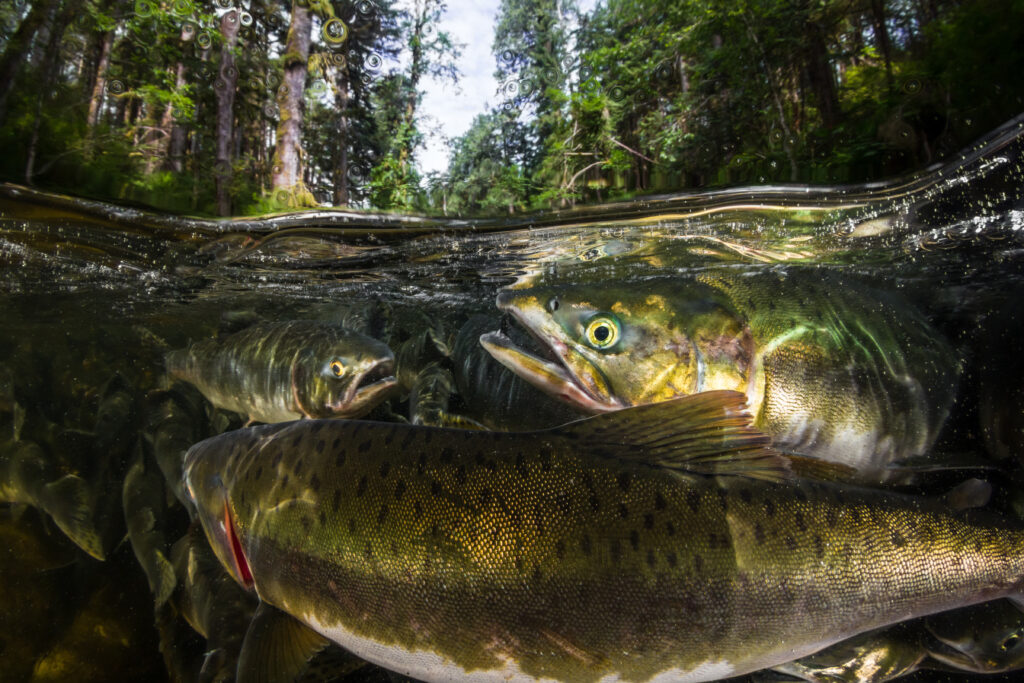 Scientists uncertain of B.C. salmon populations after monitoring cuts