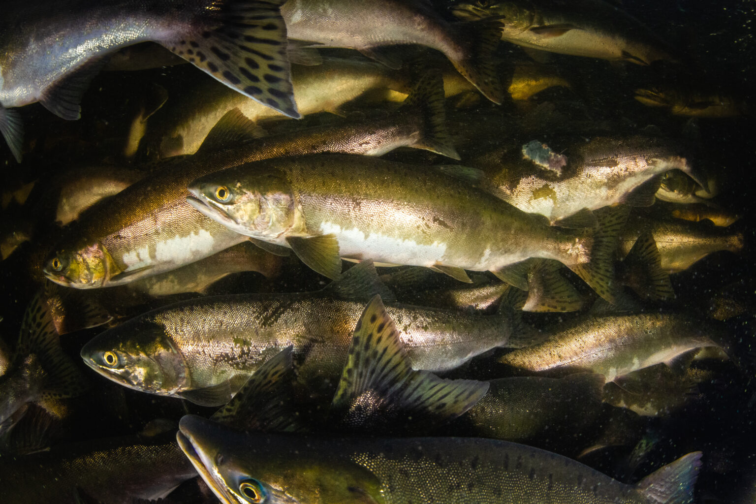 Scientists uncertain of B.C. salmon populations after monitoring cuts