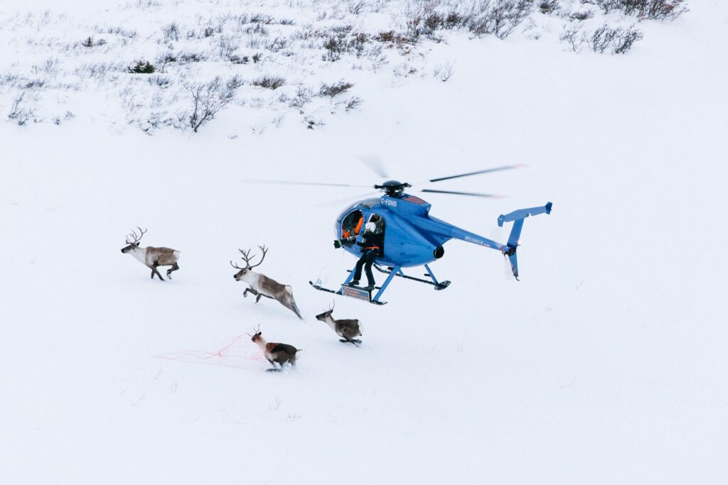 B.C. scientists, Tahltan Indigenous guardians net caribou from the sky
