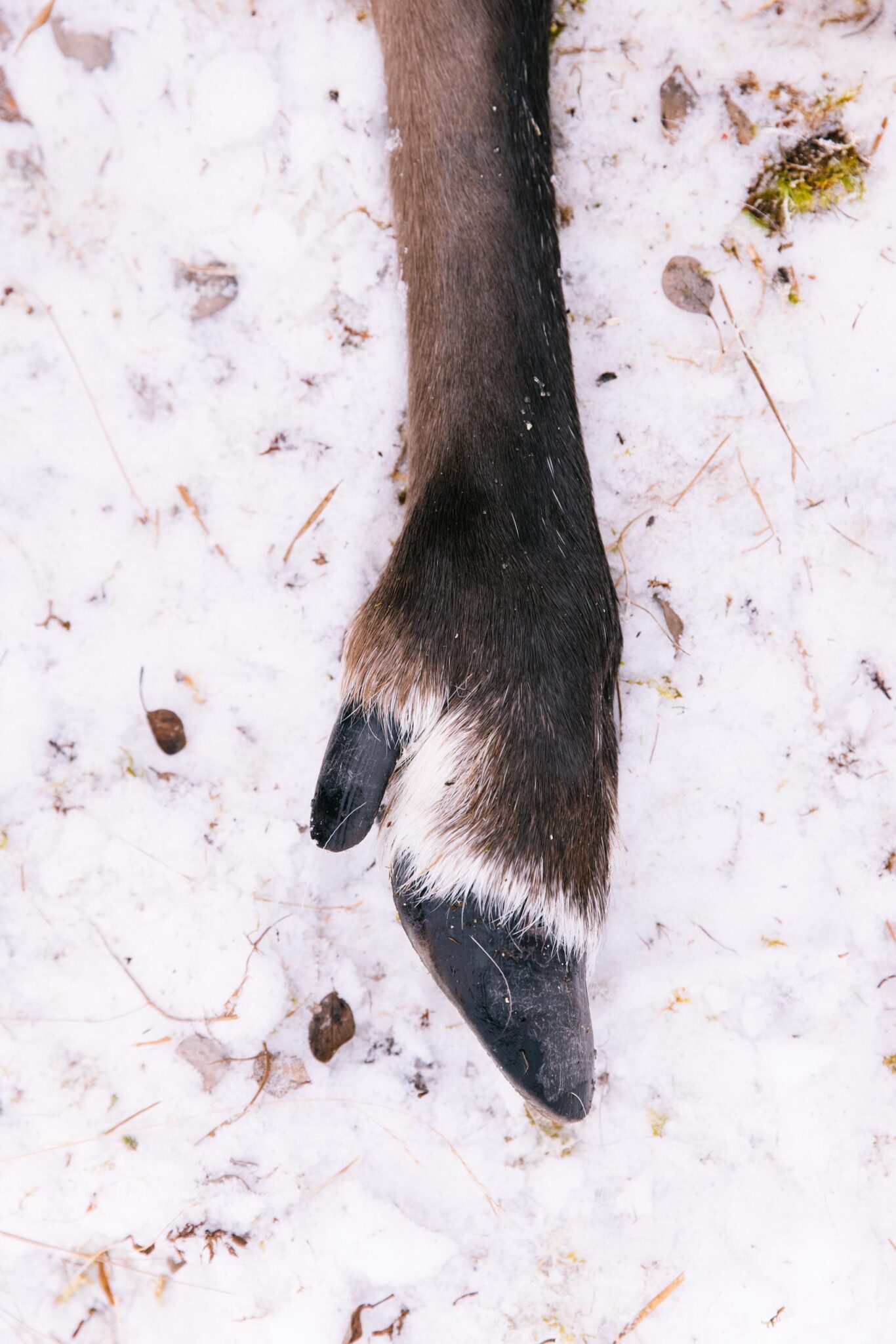 B.C. scientists, Tahltan Indigenous guardians net caribou from the sky