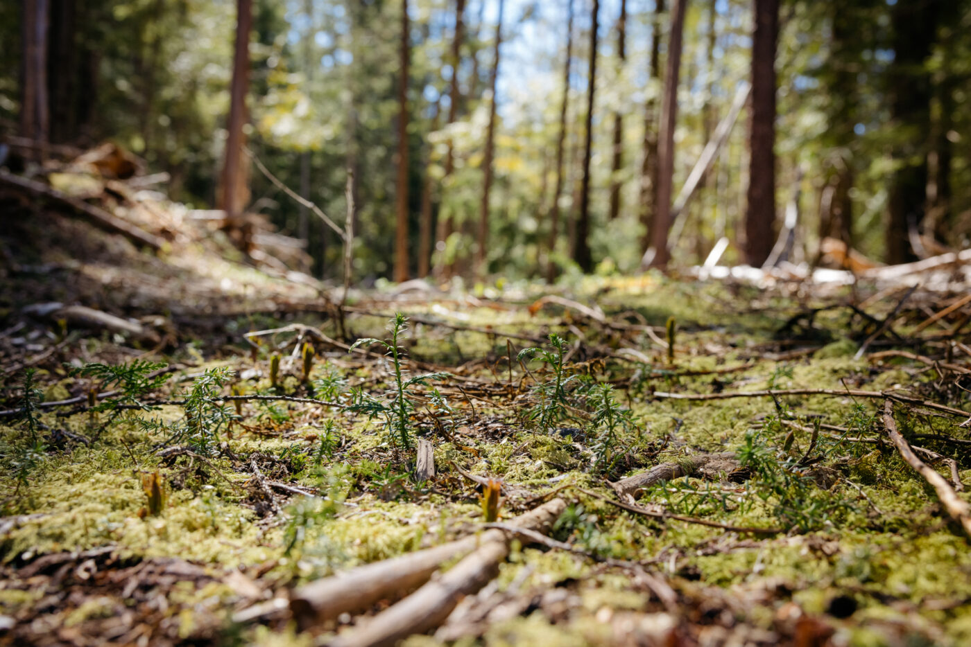 In B.C.’s Kispiox Valley, the search is on for sustainable forestry ...