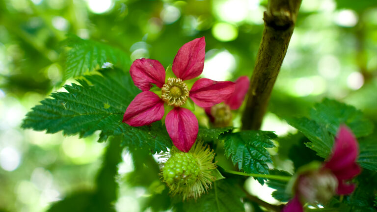 How the salmonberry connects salmon, nature and the Heiltsuk people