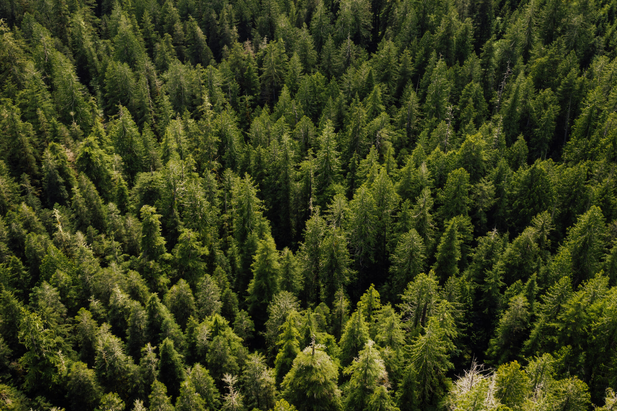Old-growth forests in British Columbia | The Narwhal