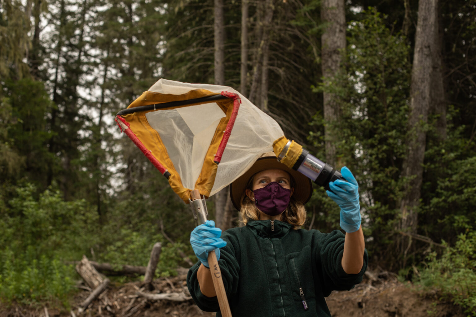 Teaching citizen scientists to hunt for ‘canary in the coal mine’ in ...