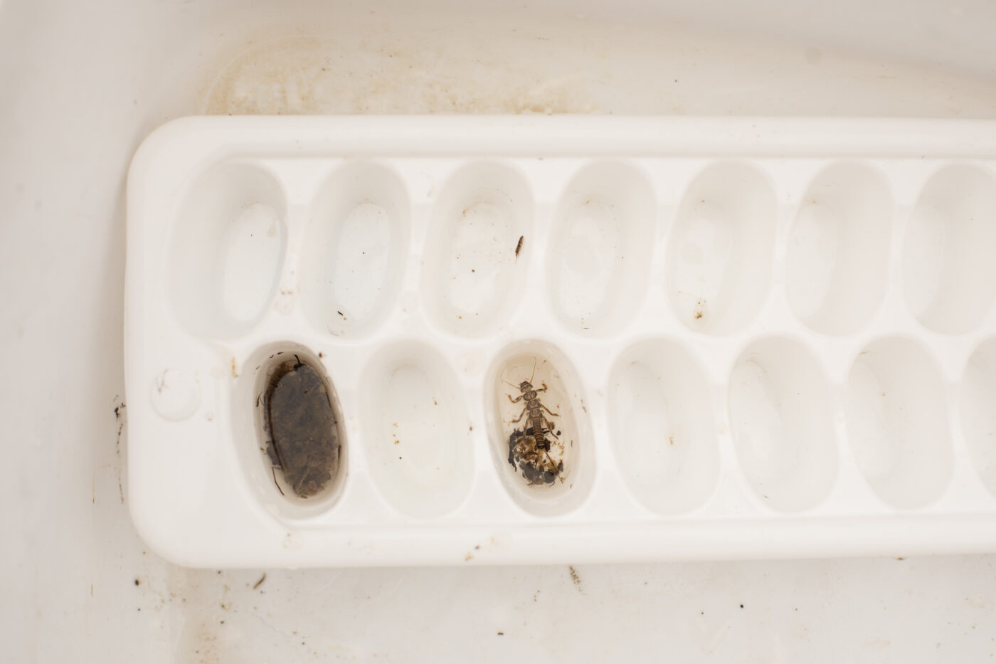 Teaching citizen scientists to hunt for ‘canary in the coal mine’ in ...