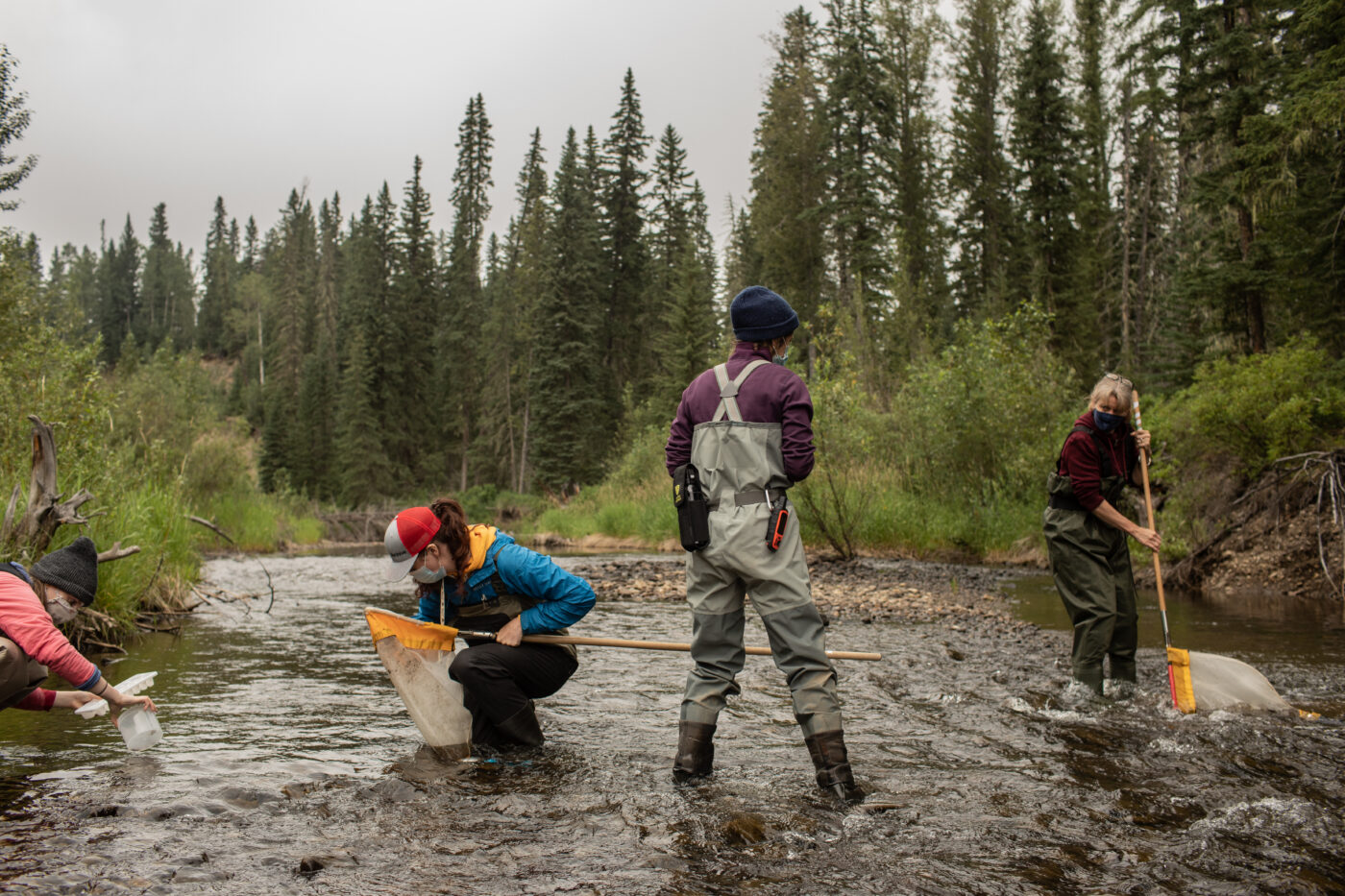 Teaching citizen scientists to hunt for ‘canary in the coal mine’ in ...