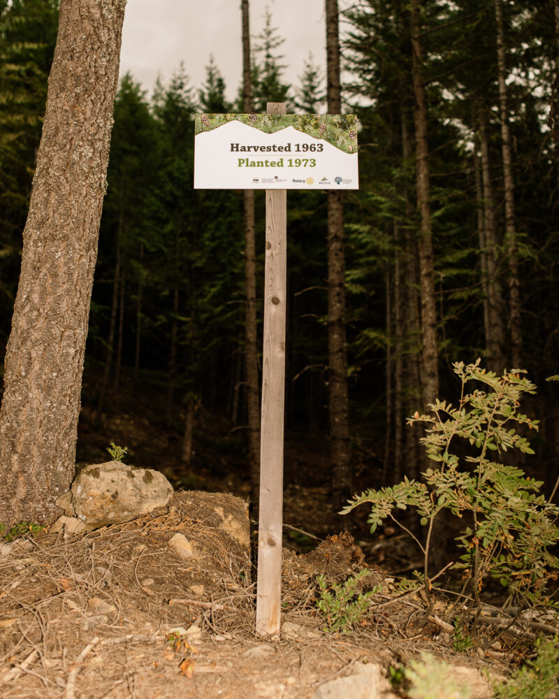 Meet Cheakamus: the only community forest in B.C. to develop carbon offsets