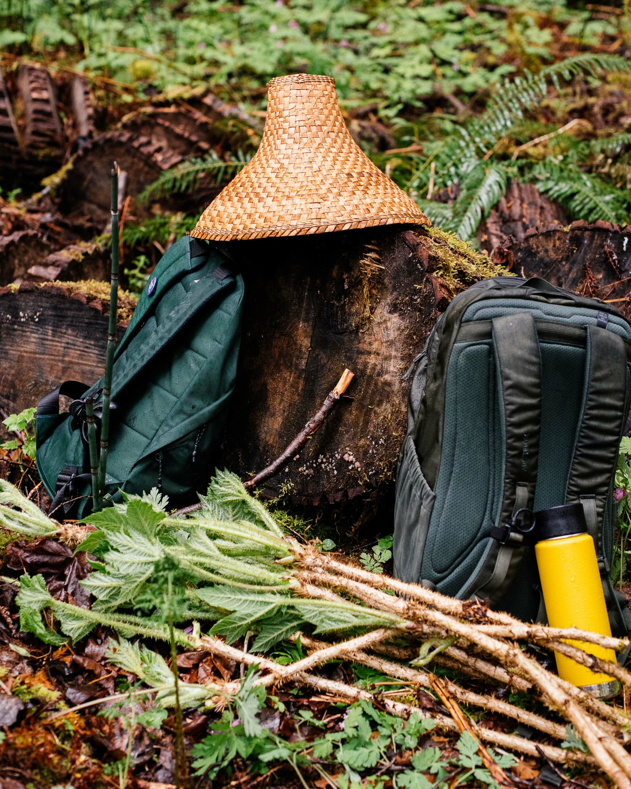 Meet Cheakamus: the only community forest in B.C. to develop carbon offsets