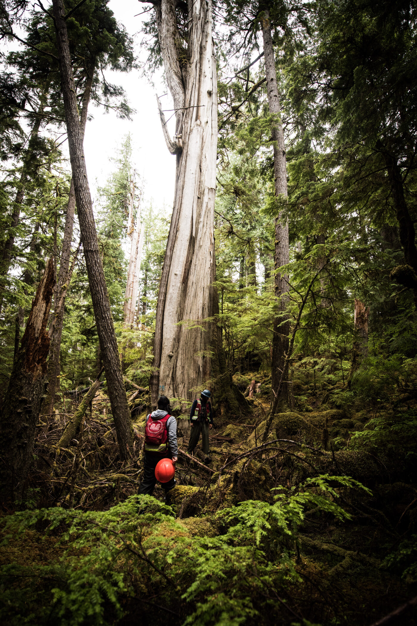 In search of Haida Gwaii’s goshawk, one of the world’s most endangered ...