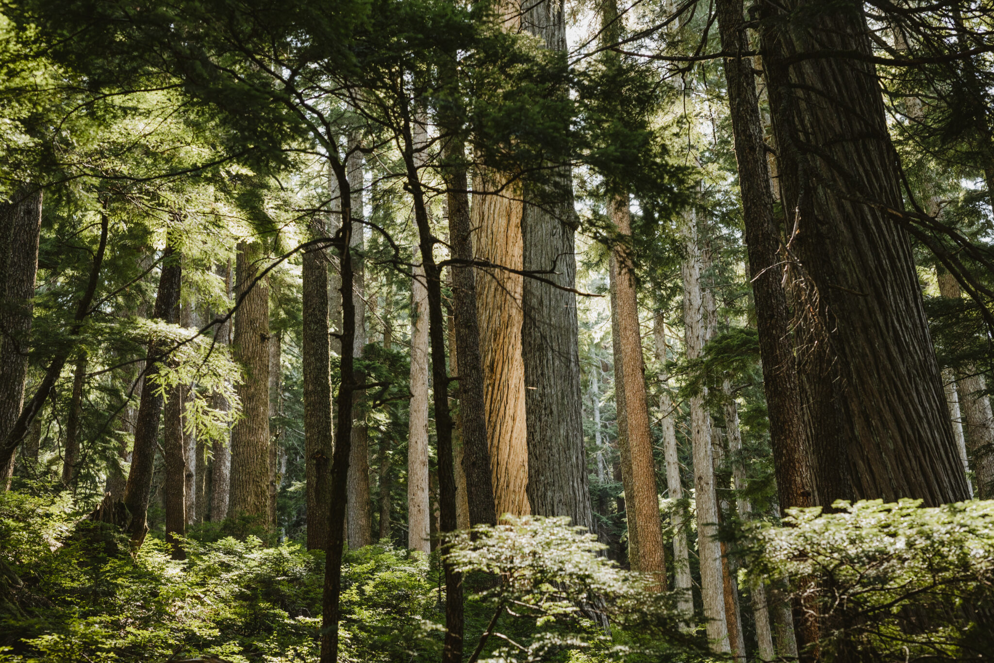 Culturally modified trees are being logged 'regularly’ in B.C. | The ...