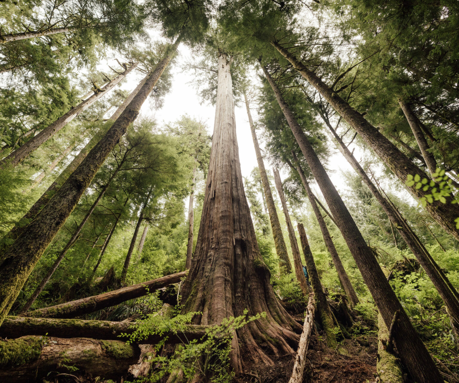 Old-growth forests in British Columbia | The Narwhal